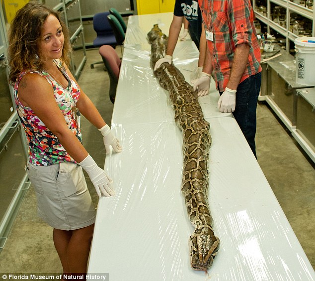 Sex And The Single Python Researcher